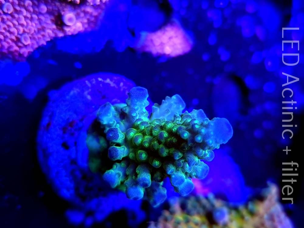 Acropora HUMILIS PURPLE RAINBOW (07.07.2021) MM4-I-31 4cm