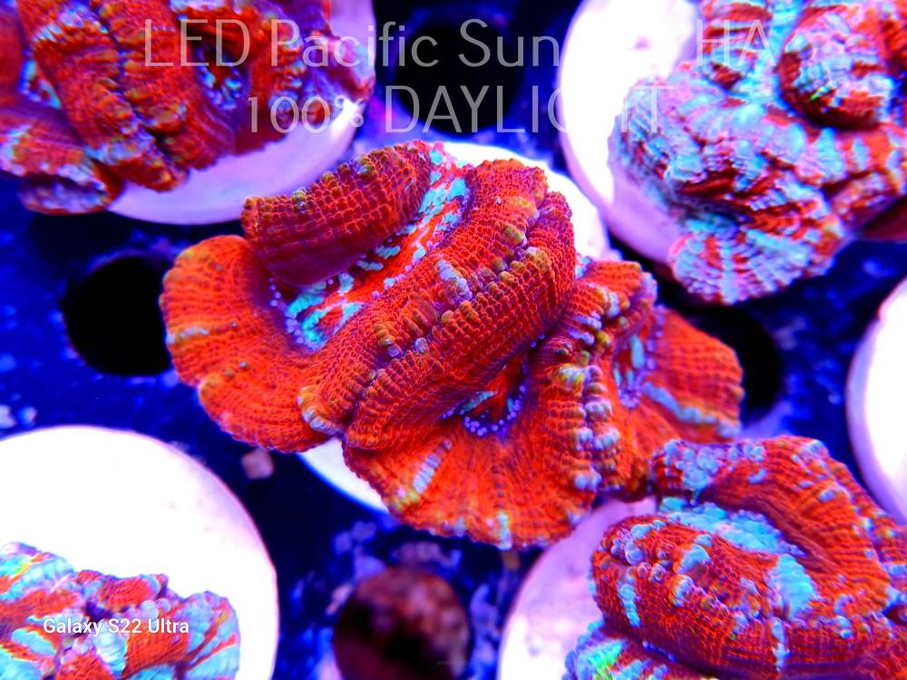 Australophyllia (Symphyllia) Wilsoni BLUE-RED (11.12.2023) 5cm